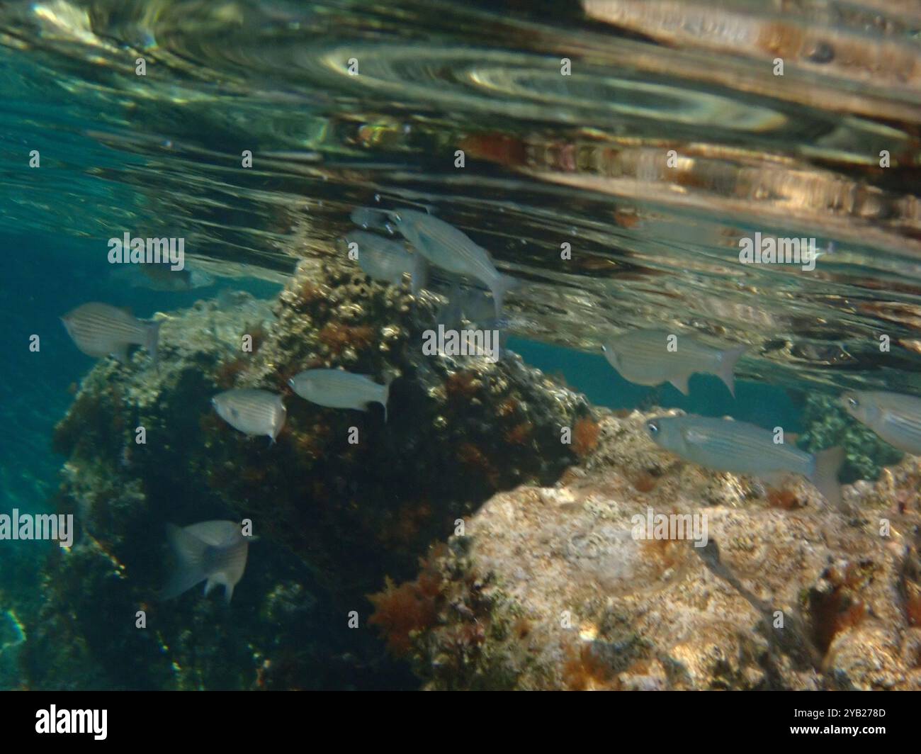 Mullets (Mugilidae) Actinopterygii Stock Photo - Alamy