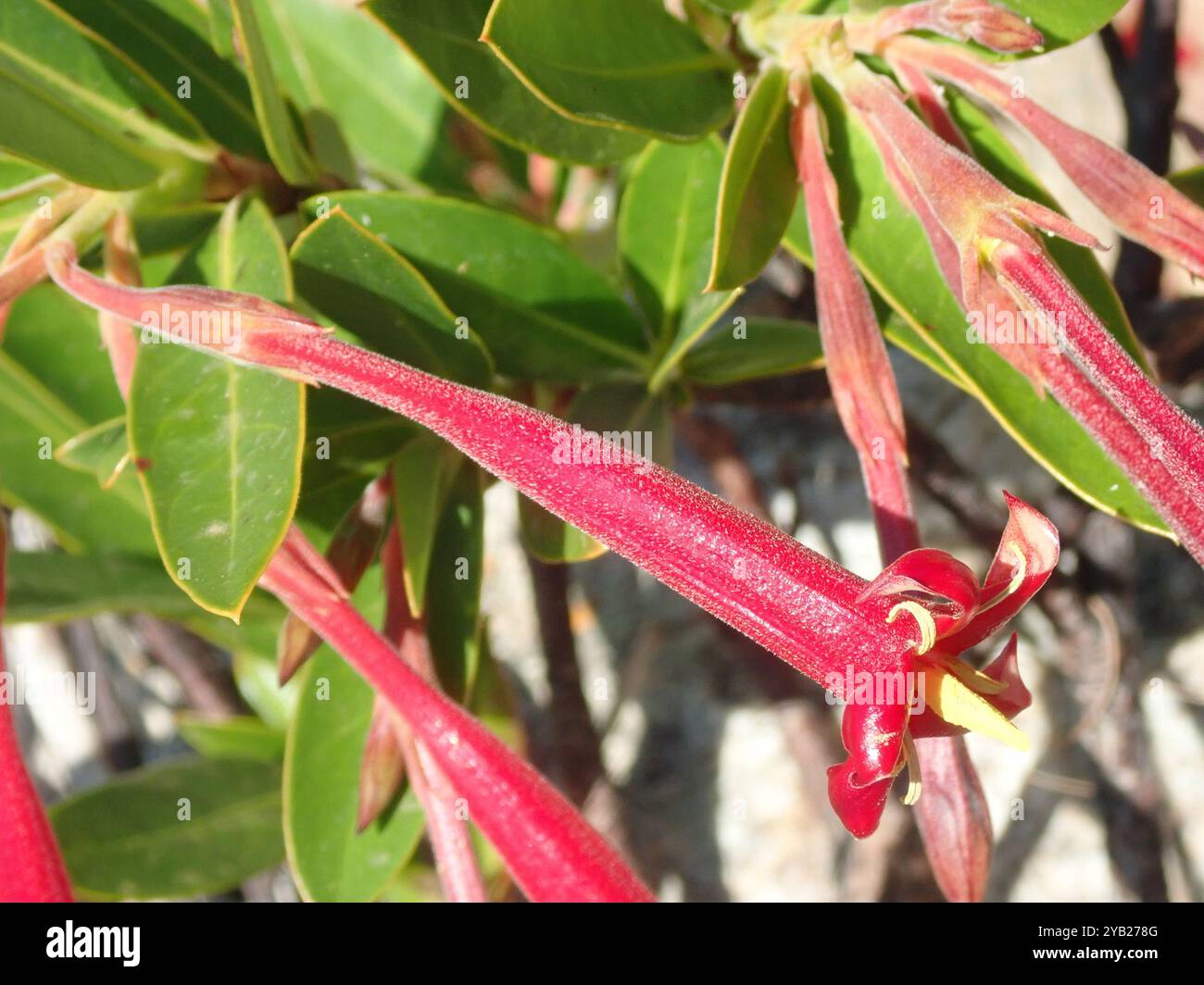(Augusta longifolia) Plantae Stock Photo - Alamy
