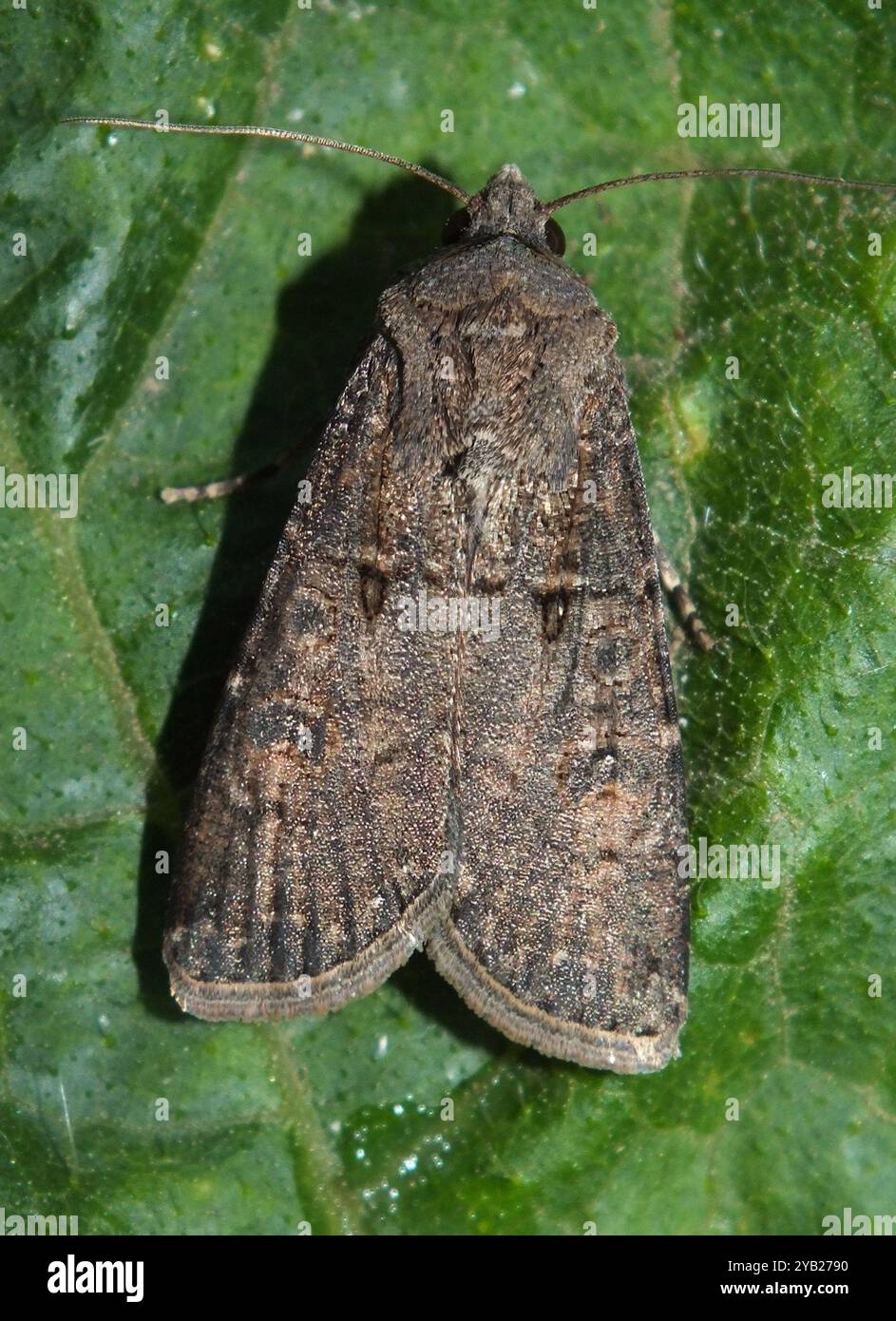 Turnip Moth (Agrotis segetum) Insecta Stock Photo - Alamy