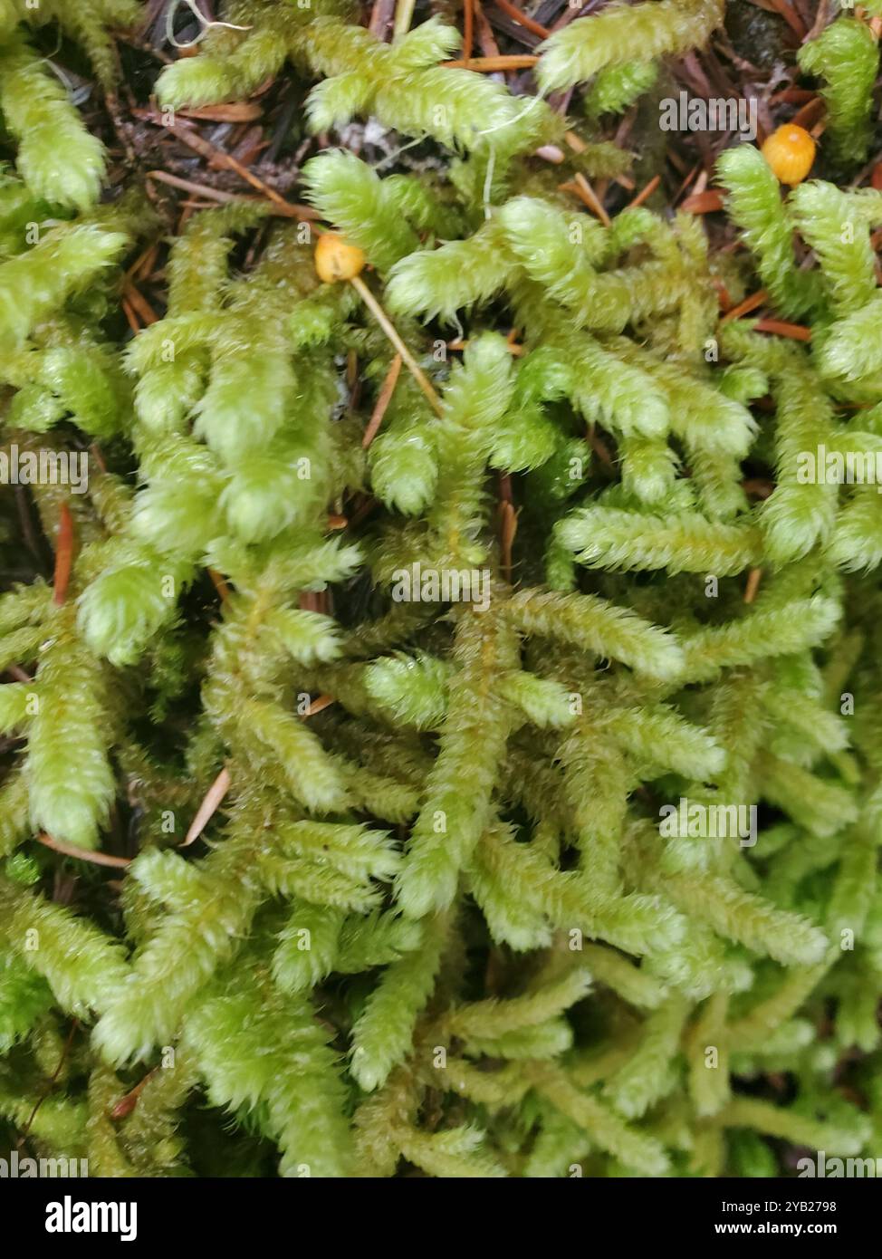 Pipecleaner Moss (Rhytidiopsis robusta) Plantae Stock Photo - Alamy