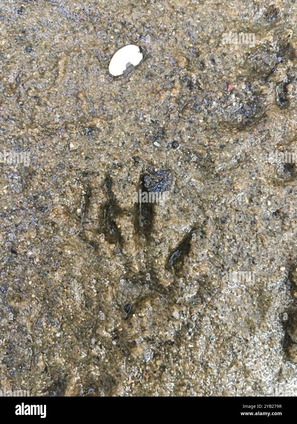 Mammals (Mammalia) Mammalia Stock Photo - Alamy
