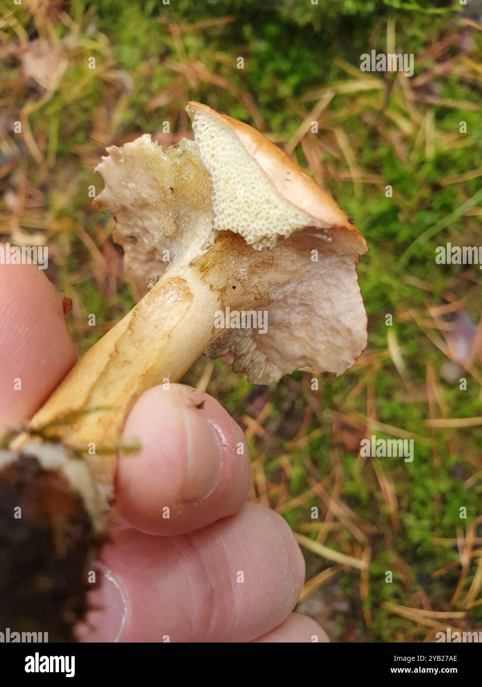 Velvet Bolete (Suillus variegatus) Fungi Stock Photo - Alamy