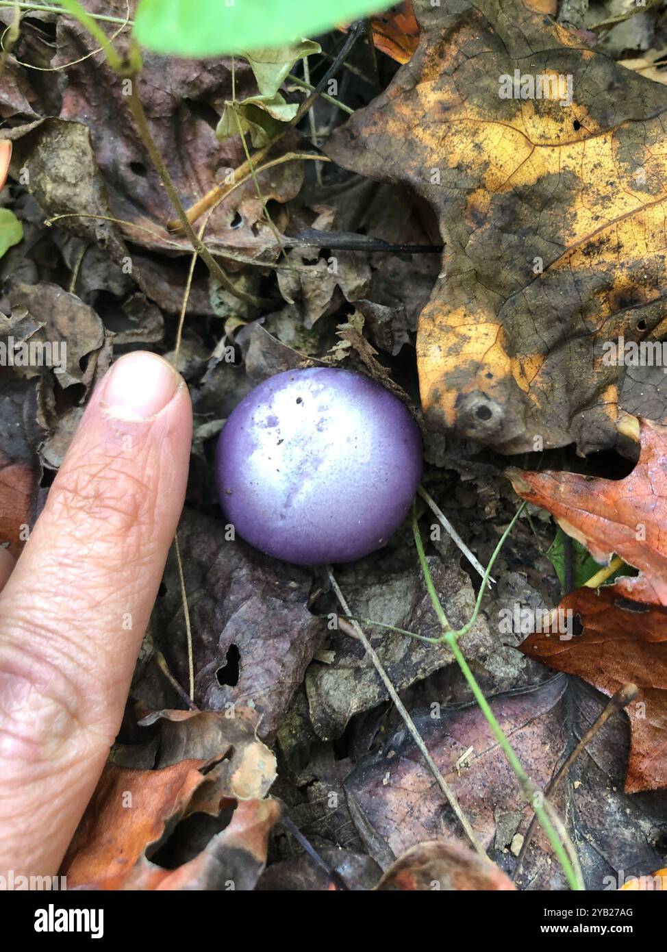 Blewit (Collybia nuda) Fungi Stock Photo - Alamy