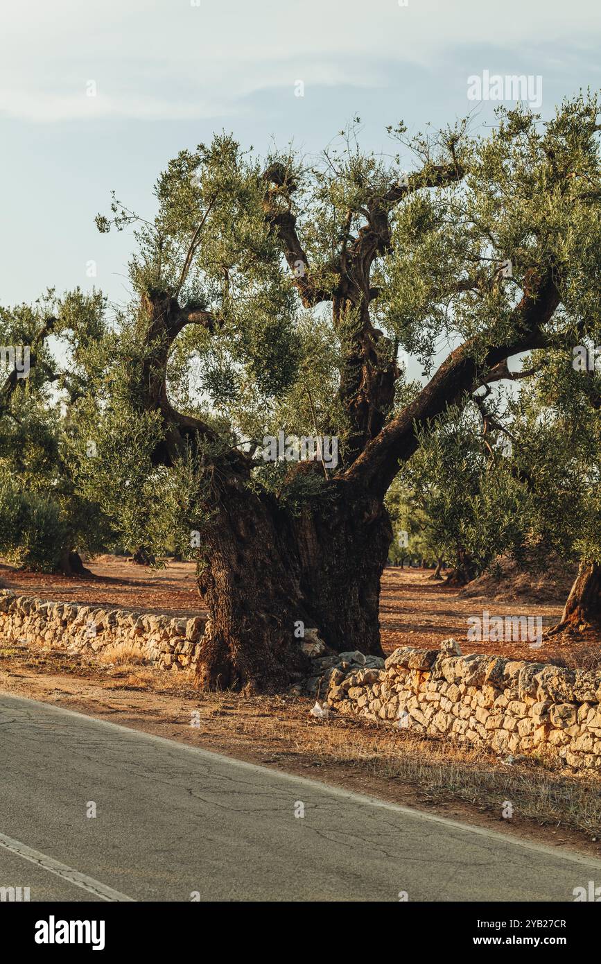 Puglia, majestic ancient olive tree stands in a vast rural landscape ...