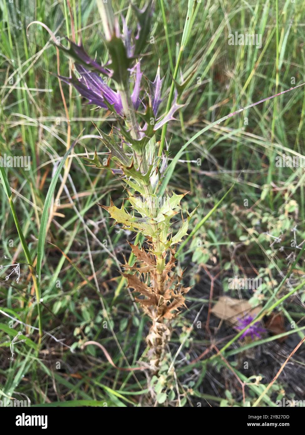 Leavenworth's eryngo (Eryngium leavenworthii) Plantae Stock Photo - Alamy