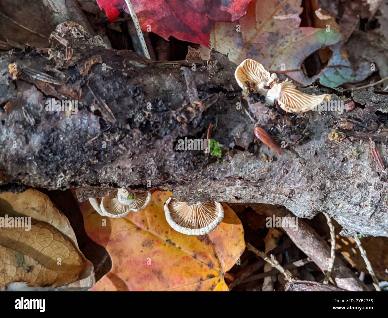 Luminescent Panellus (Panellus stipticus) Fungi Stock Photo - Alamy