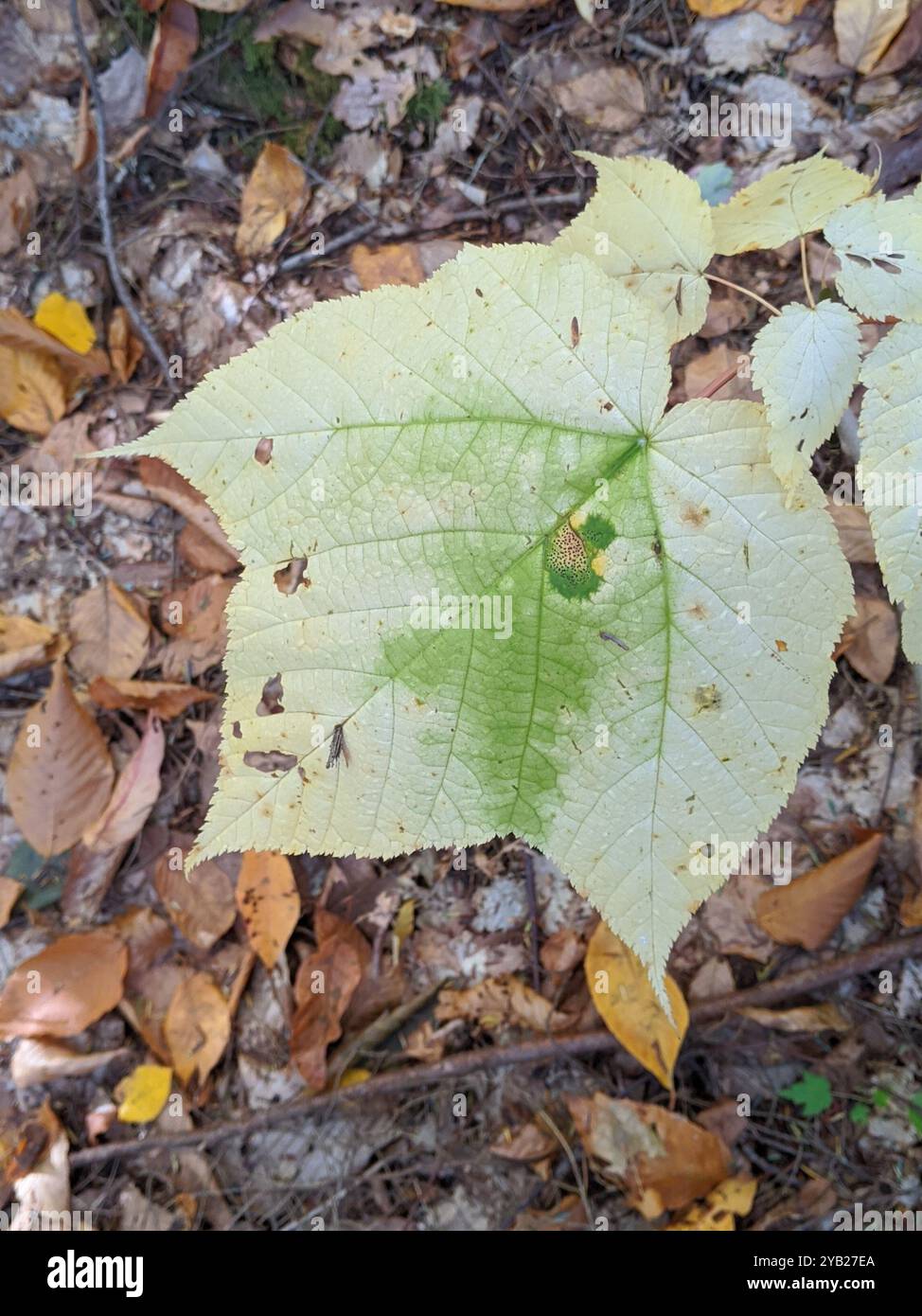 Common Bagworm Moth (Psyche casta) Insecta Stock Photo - Alamy