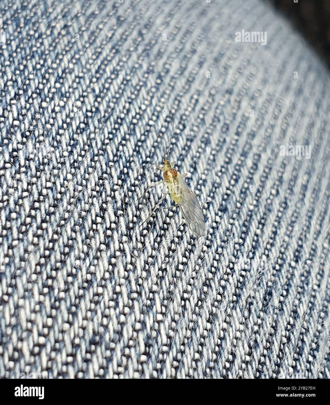 Aphids (Aphididae) Insecta Stock Photo - Alamy