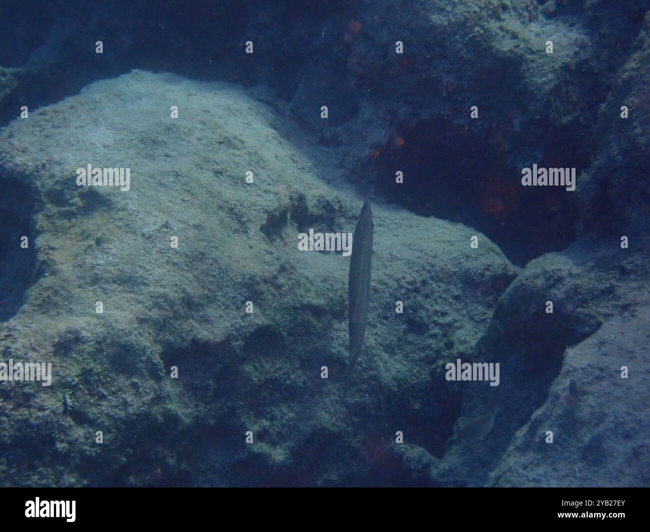 Striped Barracuda (Sphyraena pinguis) Actinopterygii Stock Photo - Alamy