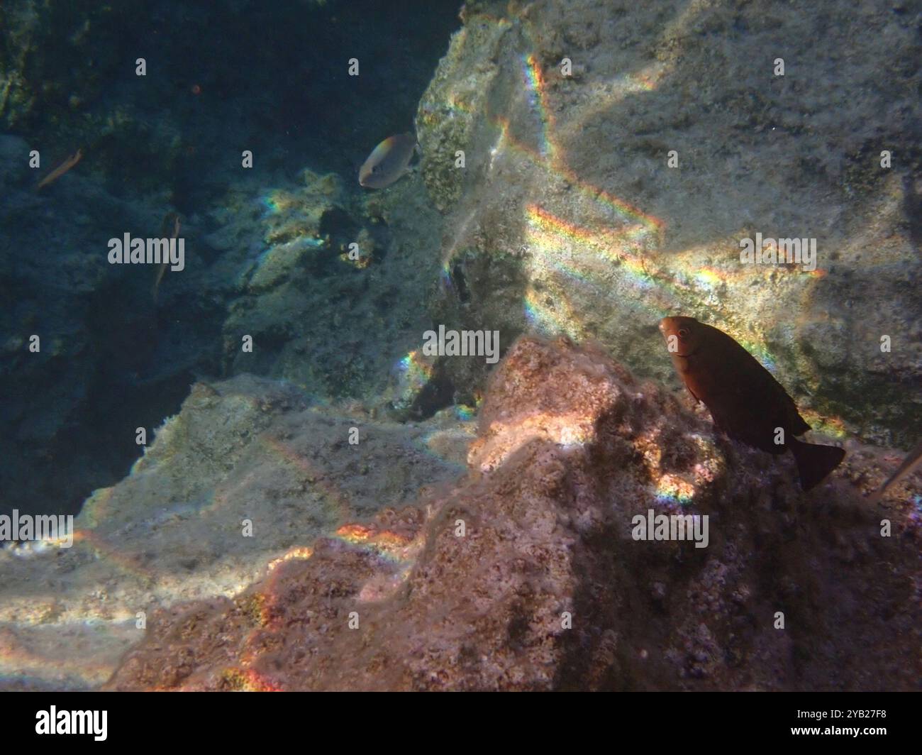 Dusky Spinefoot (Siganus luridus) Actinopterygii Stock Photo - Alamy