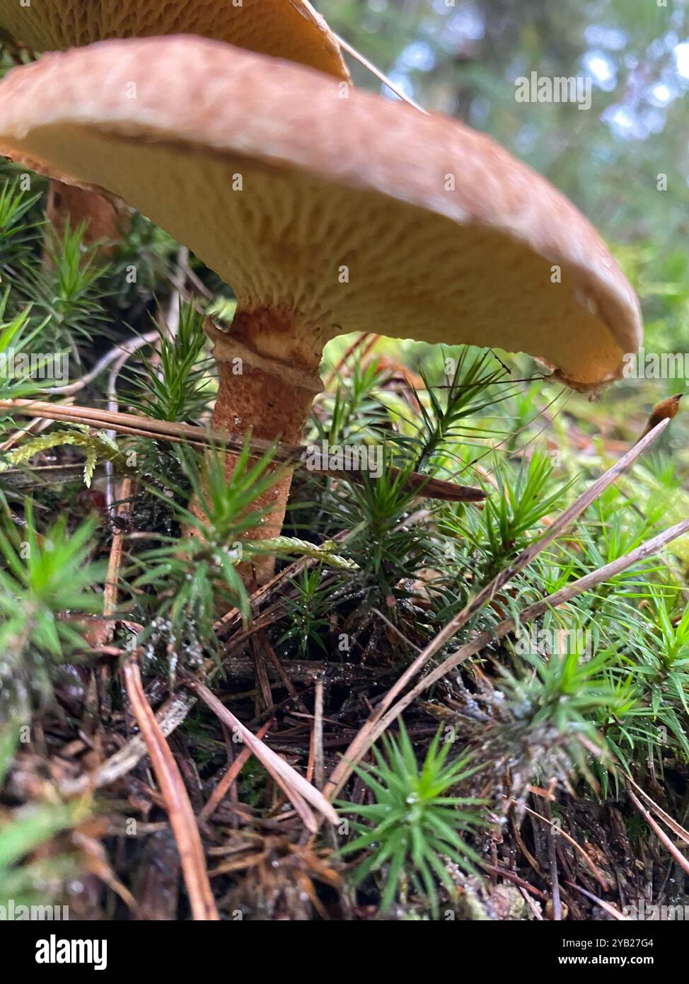 Hollow Bolete (Suillus cavipes) Fungi Stock Photo - Alamy