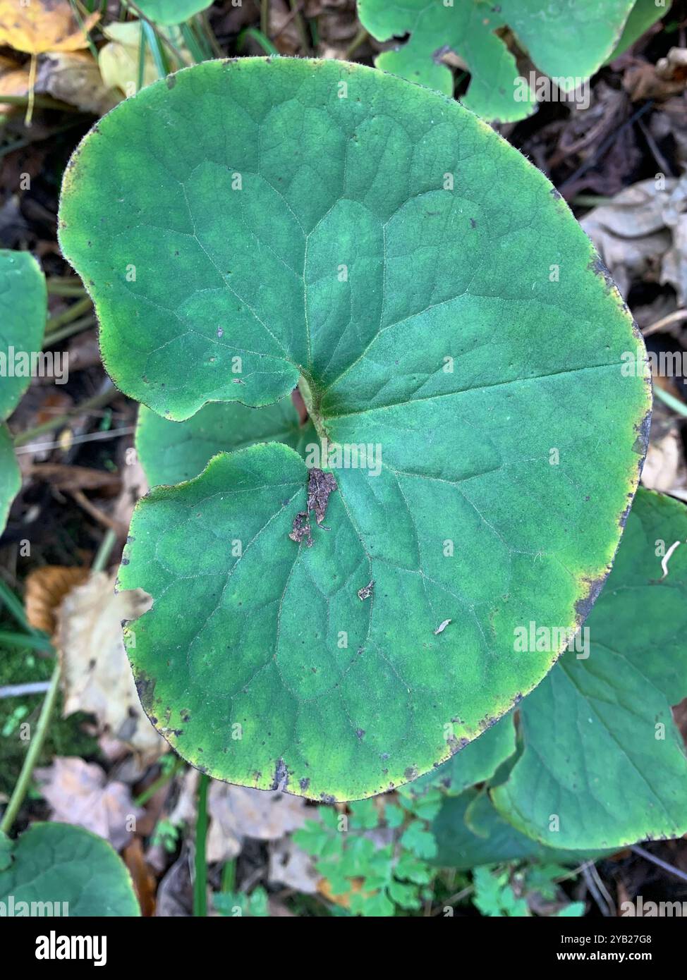 Canadian wild ginger (Asarum canadense) Plantae Stock Photo - Alamy