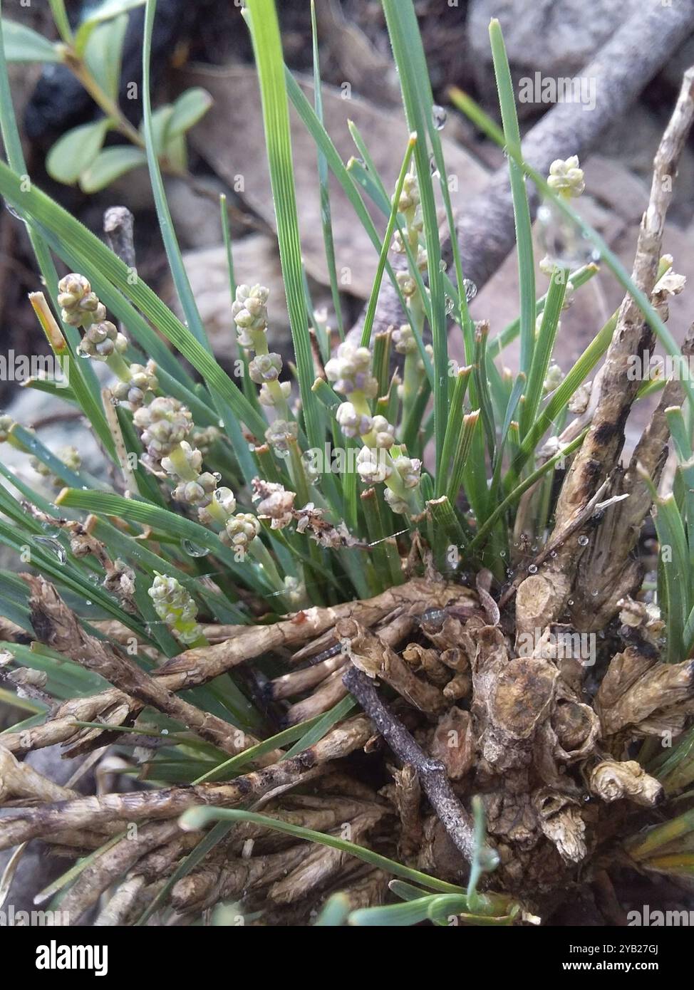 dwarf mat-rush (Lomandra nana) Plantae Stock Photo - Alamy