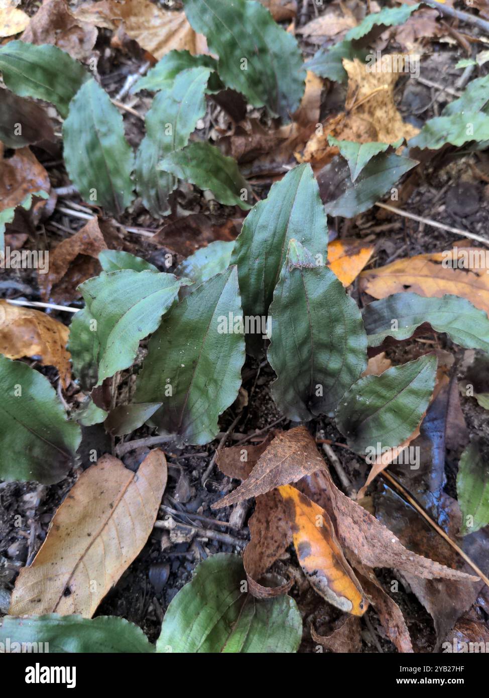 crane-fly orchid (Tipularia discolor) Plantae Stock Photo - Alamy