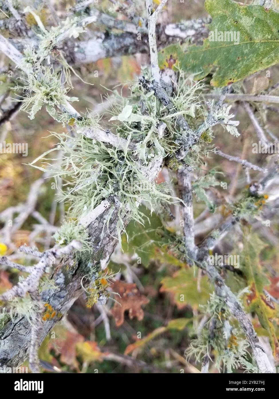 cartilage lichen (Ramalina celastri) Fungi Stock Photo - Alamy