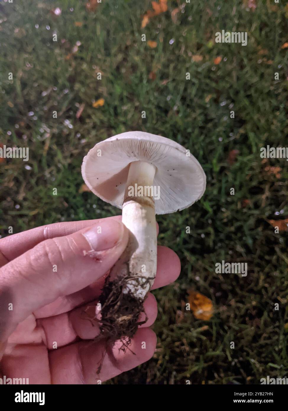White Dapperling (Leucoagaricus leucothites) Fungi Stock Photo - Alamy