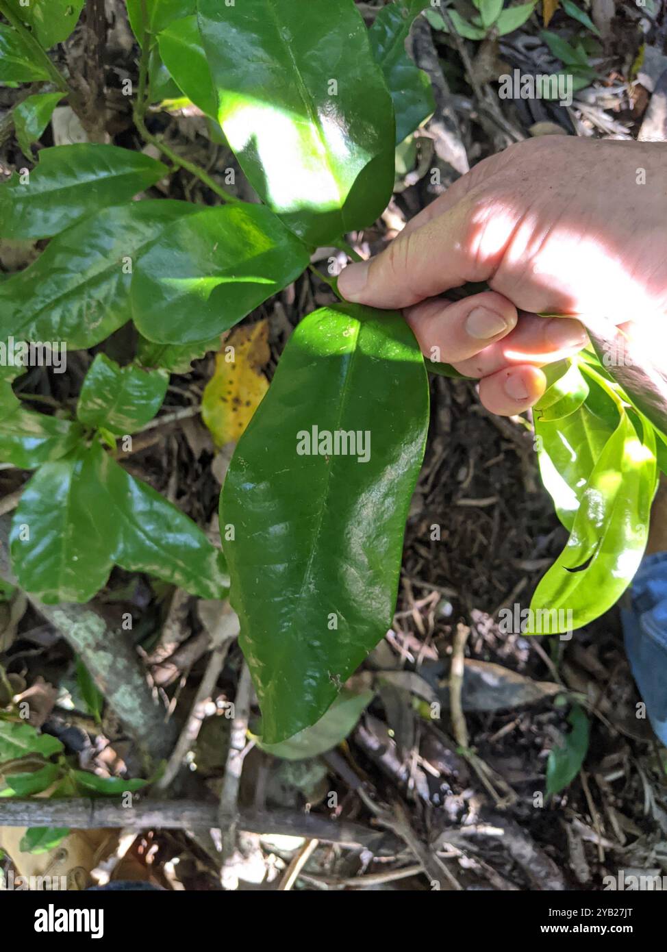 Eupomatia hi-res stock photography and images - Alamy