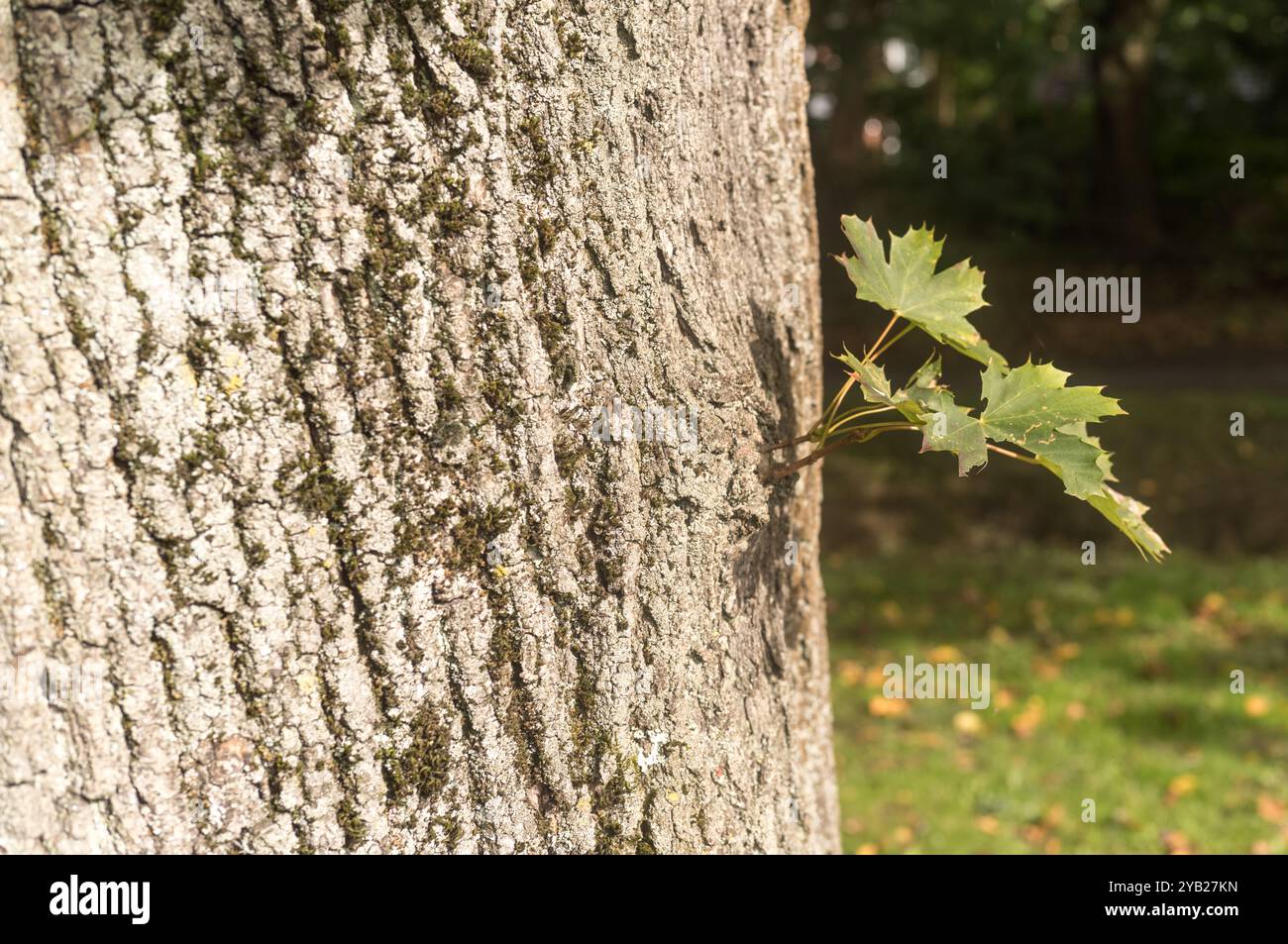 old thick tree with small new branch Stock Photo - Alamy
