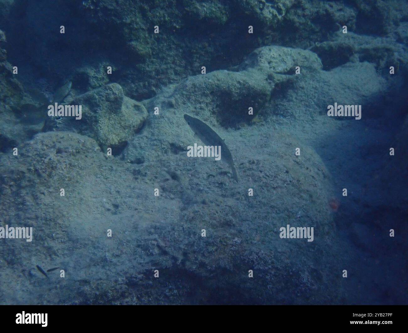 Striped Barracuda (Sphyraena pinguis) Actinopterygii Stock Photo - Alamy