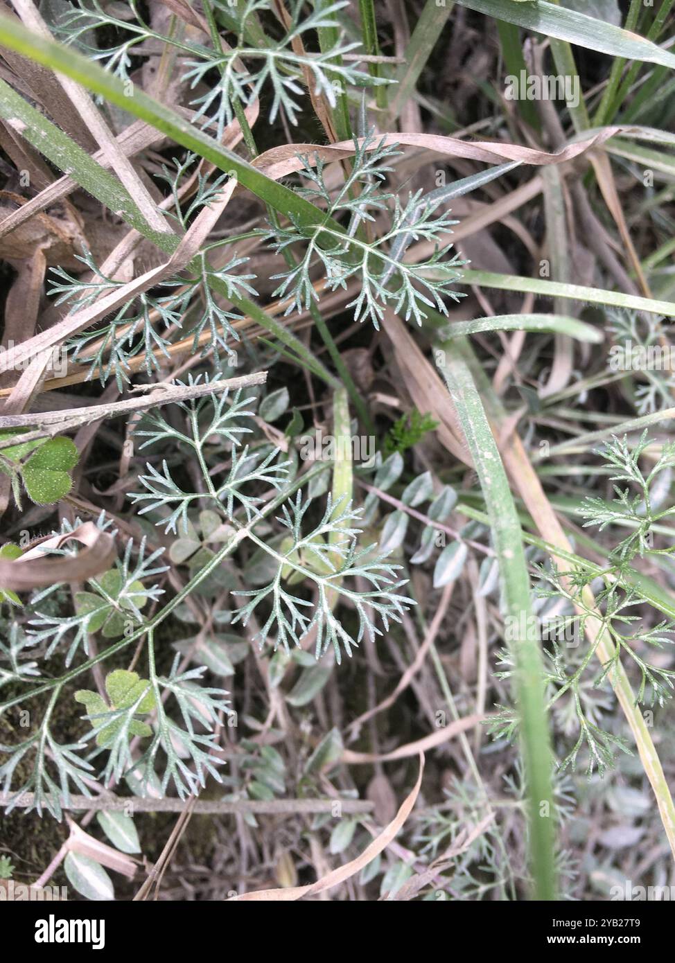 vascular plants (Tracheophyta) Plantae Stock Photo - Alamy