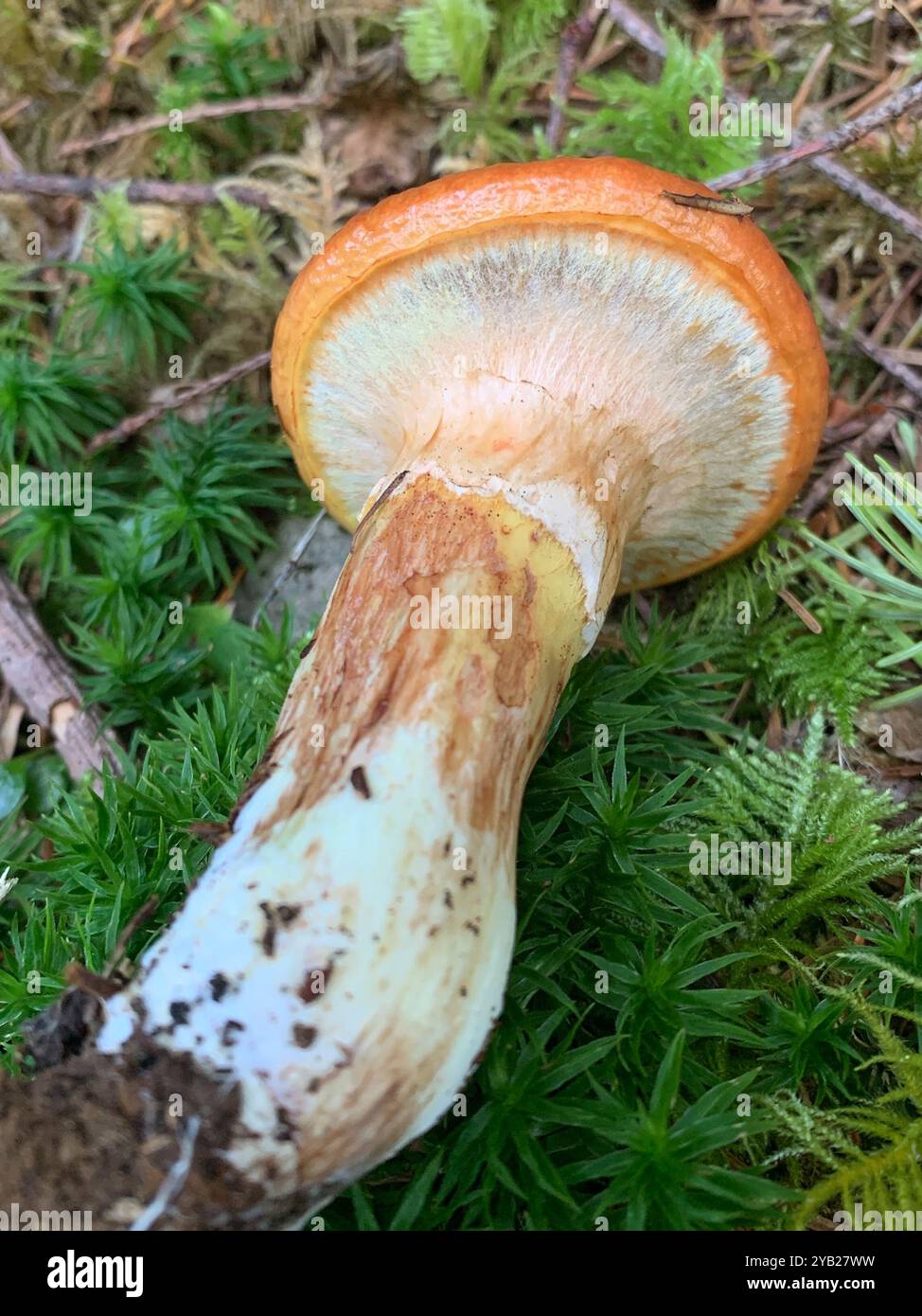 Ponderous Slippery Jack (Suillus ponderosus) Fungi Stock Photo - Alamy