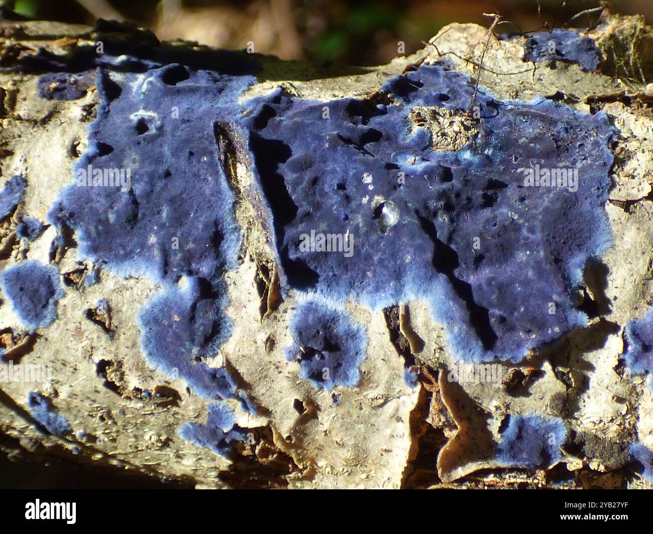 Cobalt Crust (Terana coerulea) Fungi Stock Photo - Alamy