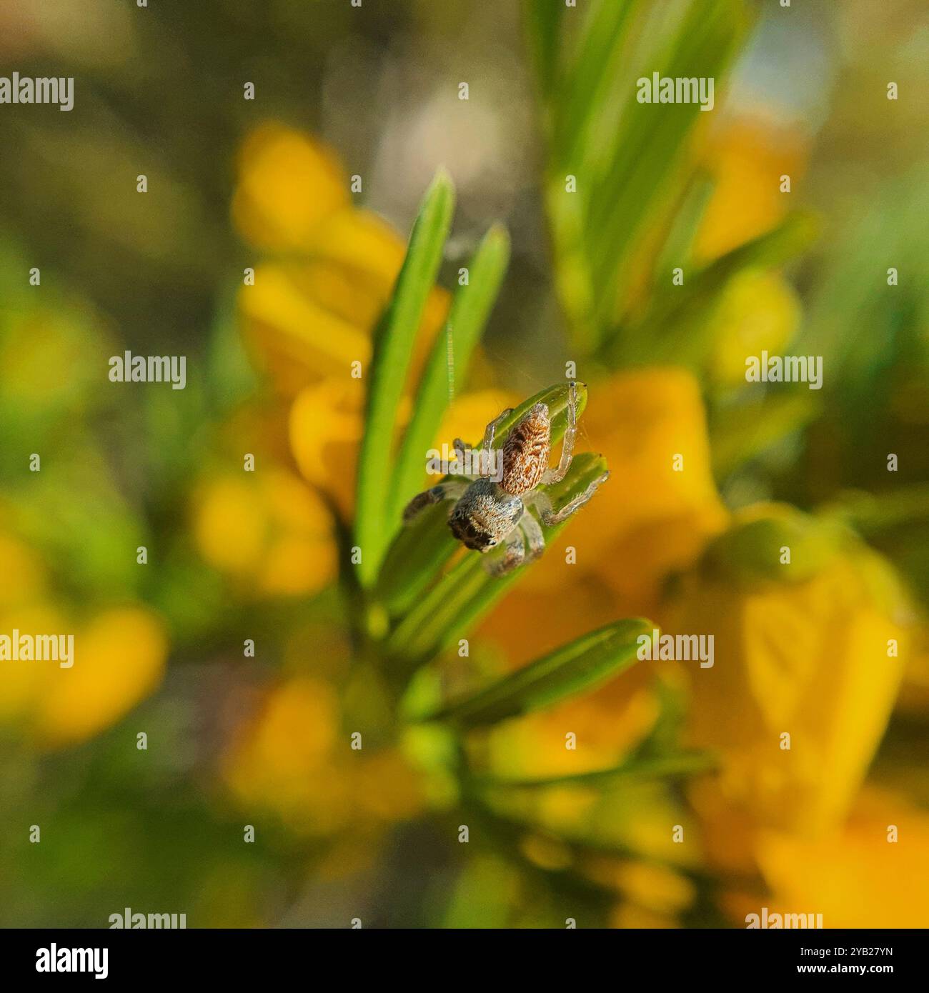 Garden Jumping Spiders (Opisthoncus) Arachnida Stock Photo - Alamy
