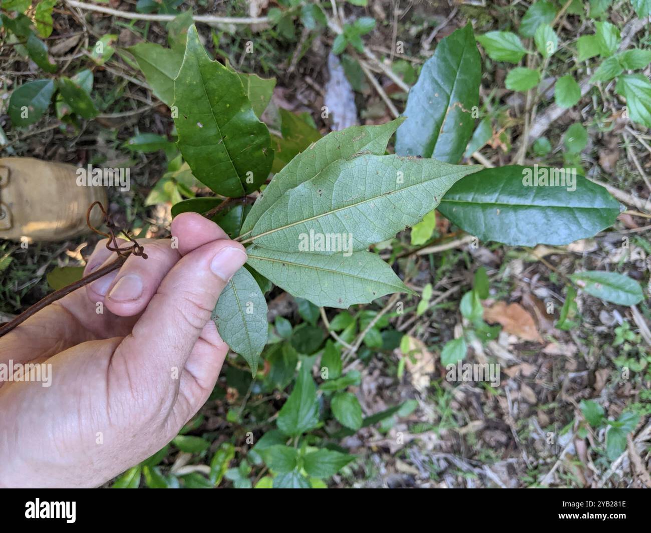 Five-Leaved Water Vine (Apocissus hypoglauca) Plantae Stock Photo - Alamy