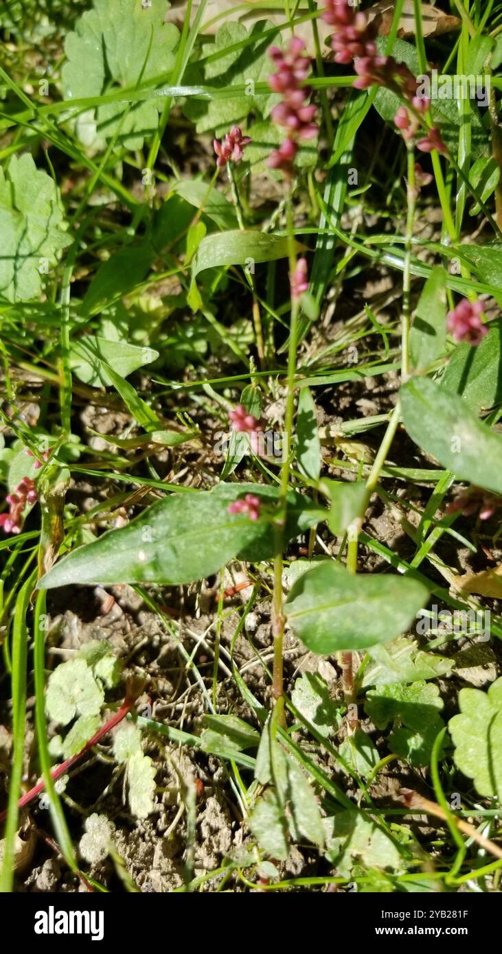 low smartweed (Persicaria longiseta) Plantae Stock Photo - Alamy
