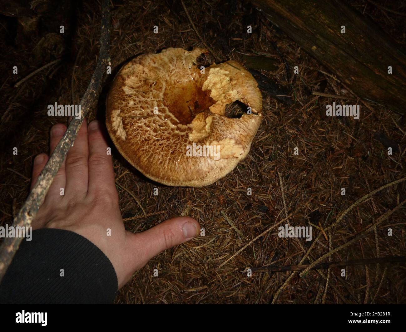 Brown Roll-Rim (Paxillus involutus) Fungi Stock Photo - Alamy
