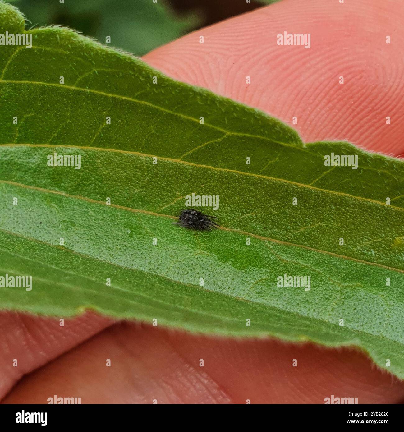 House Spiders (Badumna) Arachnida Stock Photo - Alamy