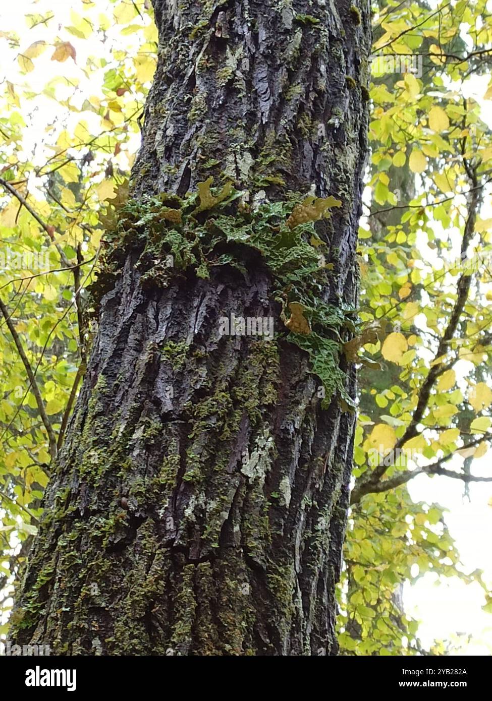 Tree Lungwort (Lobaria pulmonaria) Fungi Stock Photo - Alamy