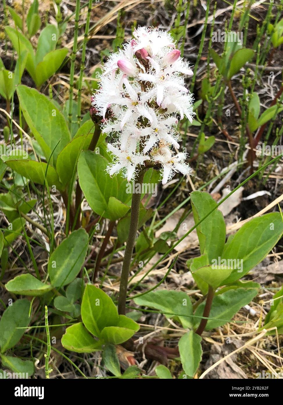Bogbean (Menyanthes trifoliata) Plantae Stock Photo - Alamy