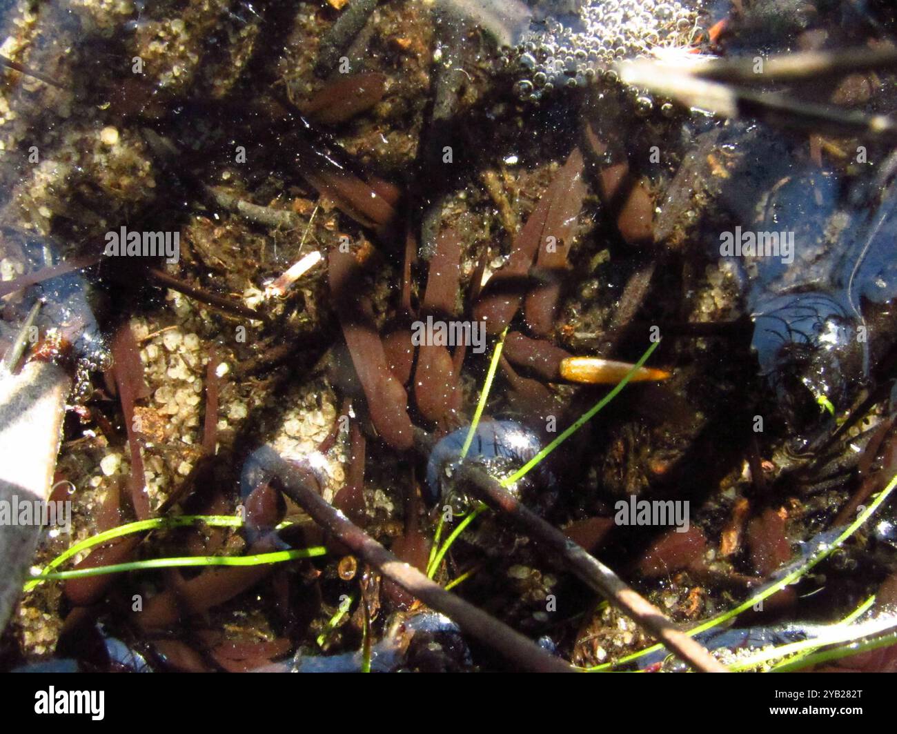 Sand Toad (Vandijkophrynus angusticeps) Amphibia Stock Photo - Alamy
