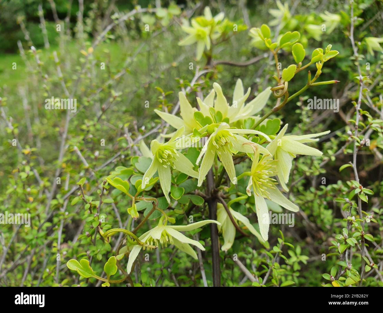 Forster's Clematis (Clematis forsteri) Plantae Stock Photo - Alamy