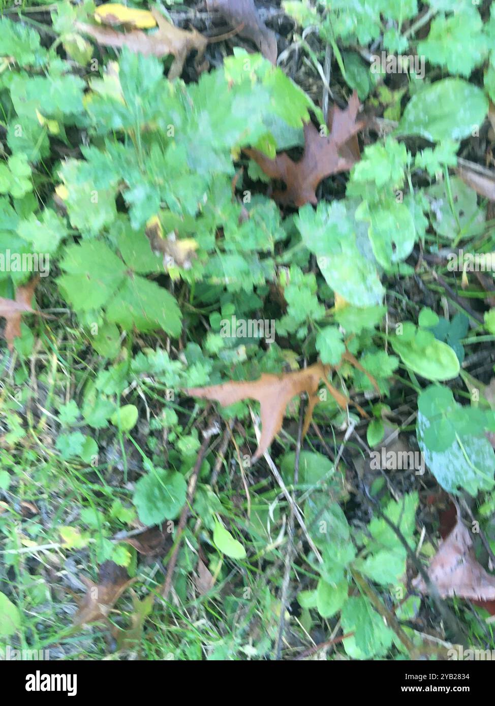 common mugwort (Artemisia vulgaris) Plantae Stock Photo - Alamy