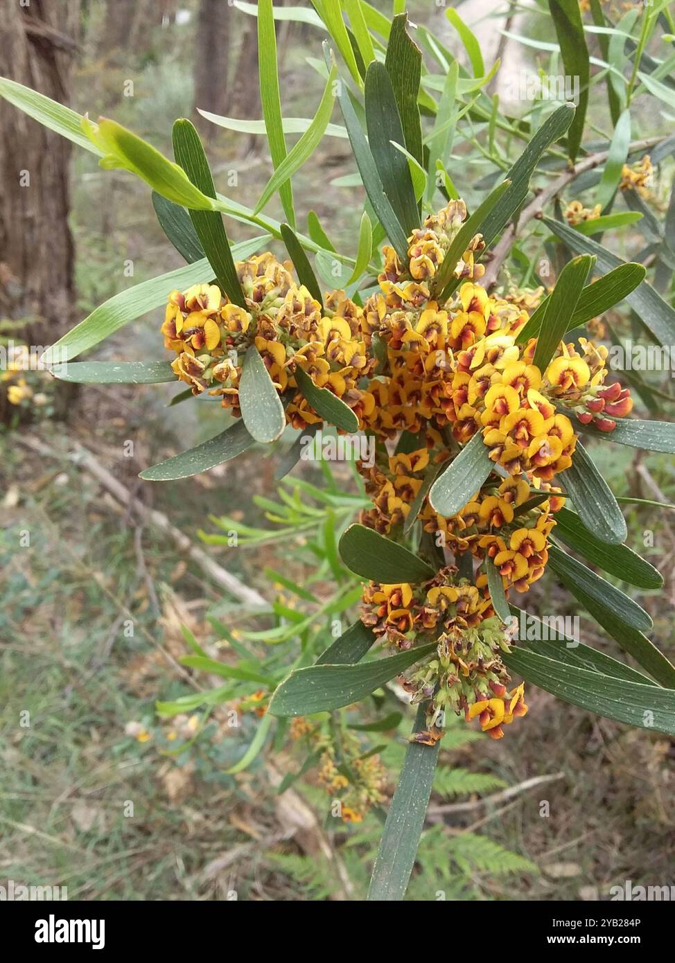 narrow-leaf bitter-pea (Daviesia leptophylla) Plantae Stock Photo - Alamy