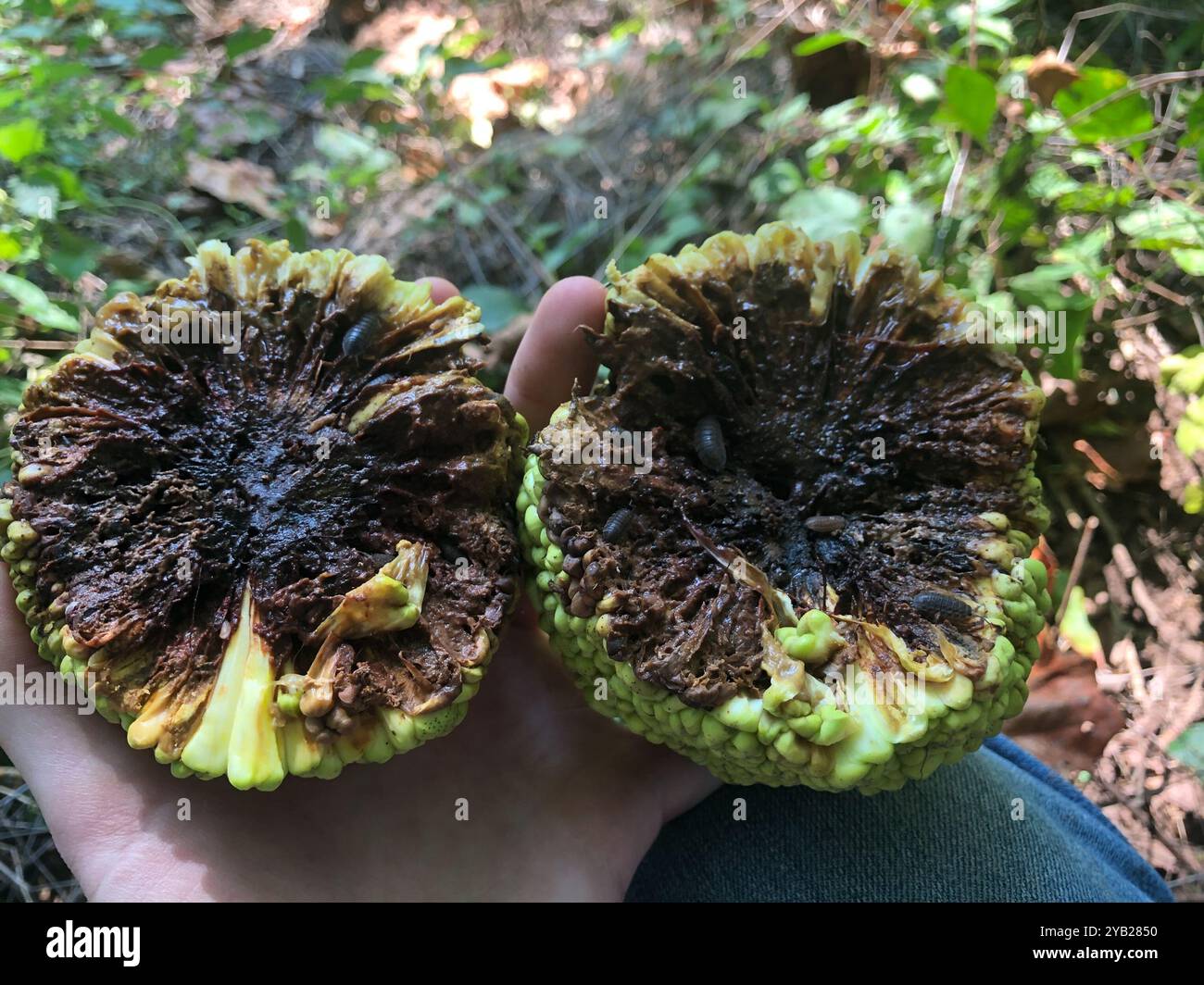 Osage-orange (Maclura pomifera) Plantae Stock Photo - Alamy