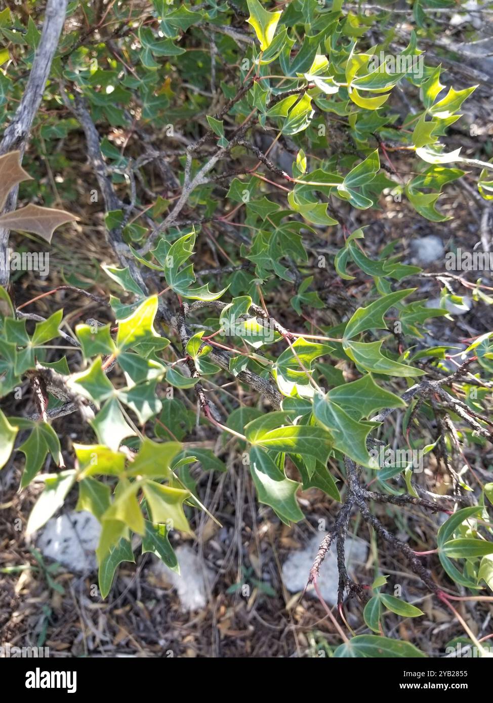 Agarita (Berberis trifoliolata) Plantae Stock Photo - Alamy