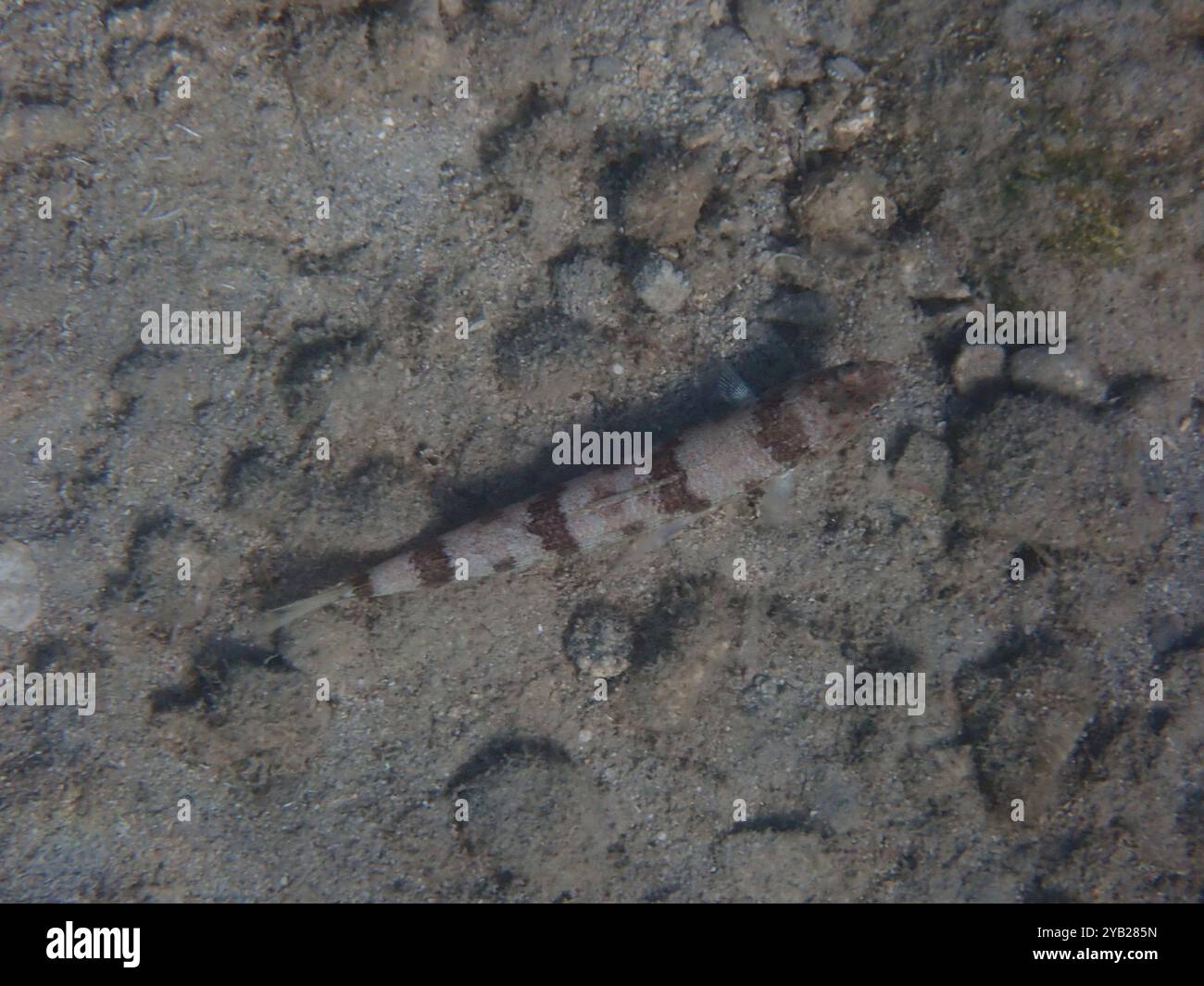 Atlantic Lizardfish (Synodus saurus) Actinopterygii Stock Photo - Alamy