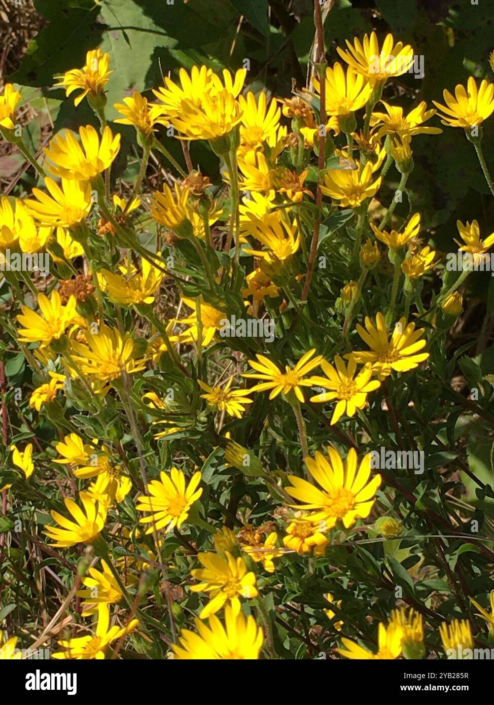 Maryland golden-aster (Chrysopsis mariana) Plantae Stock Photo - Alamy