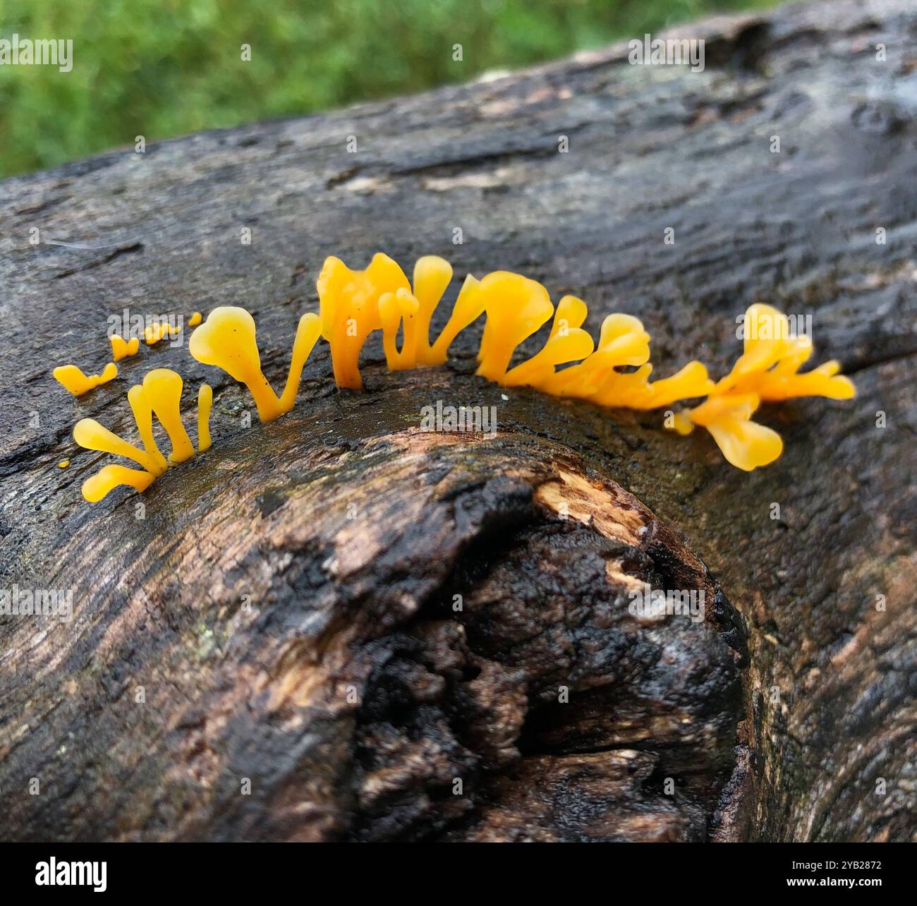 Fan shaped jelly fungi hi-res stock photography and images - Alamy