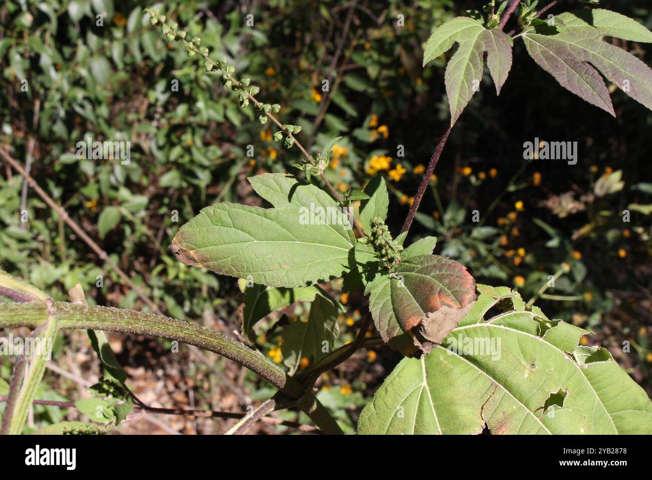 giant ragweed (Ambrosia trifida) Plantae Stock Photo - Alamy