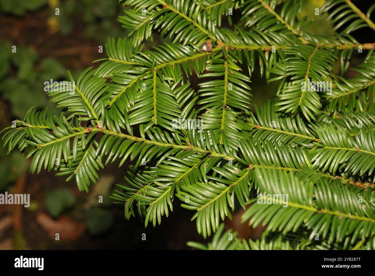 common yew (Taxus baccata) Plantae Stock Photo - Alamy