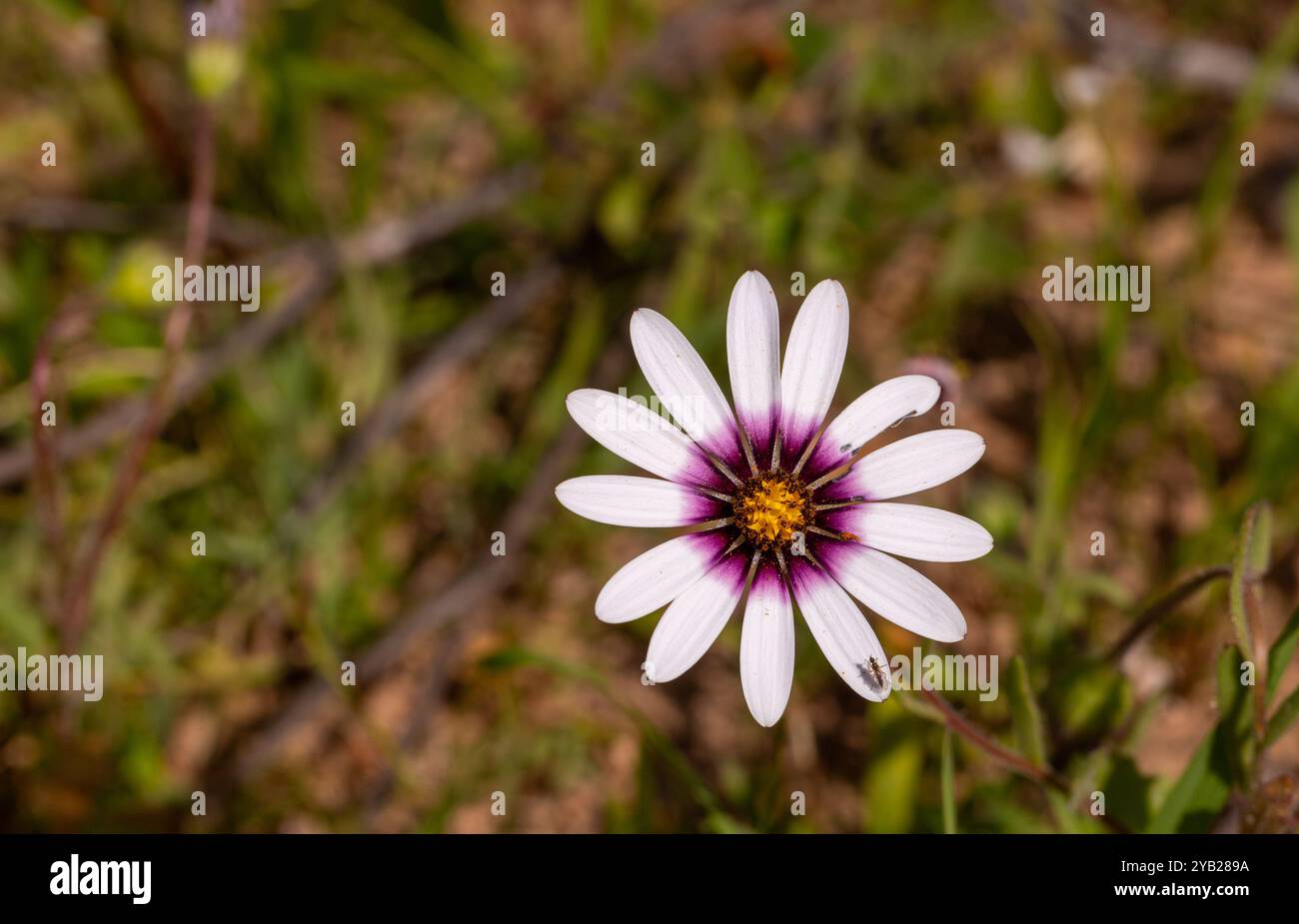 Flower of an Arctotis seen in natural habitat near Piketberg, Western ...