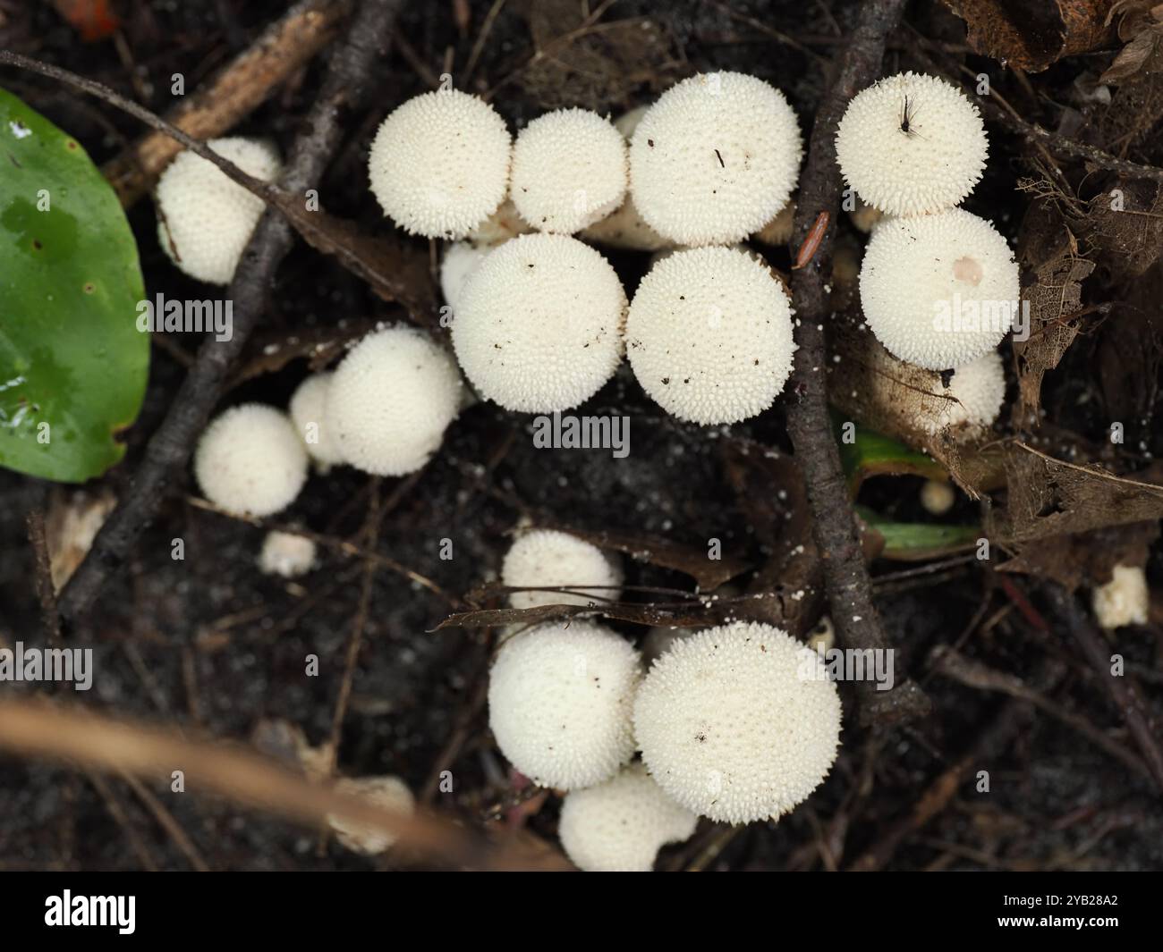 Cluster of puffball fungi on the forest floor, showcasing their ...