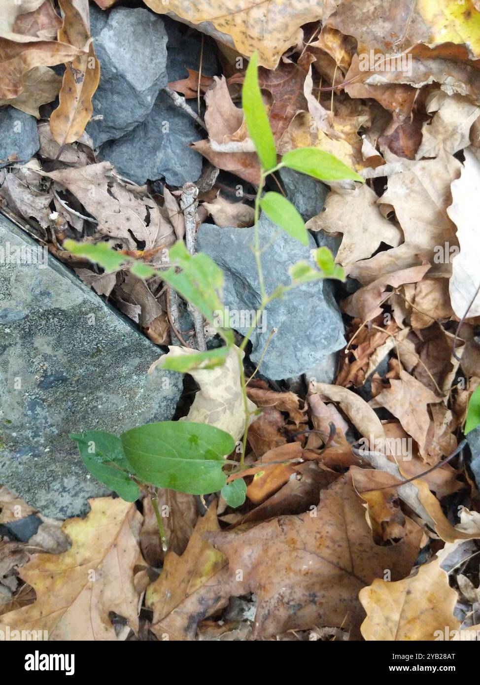 Virginia snakeroot (Aristolochia serpentaria) Plantae Stock Photo - Alamy