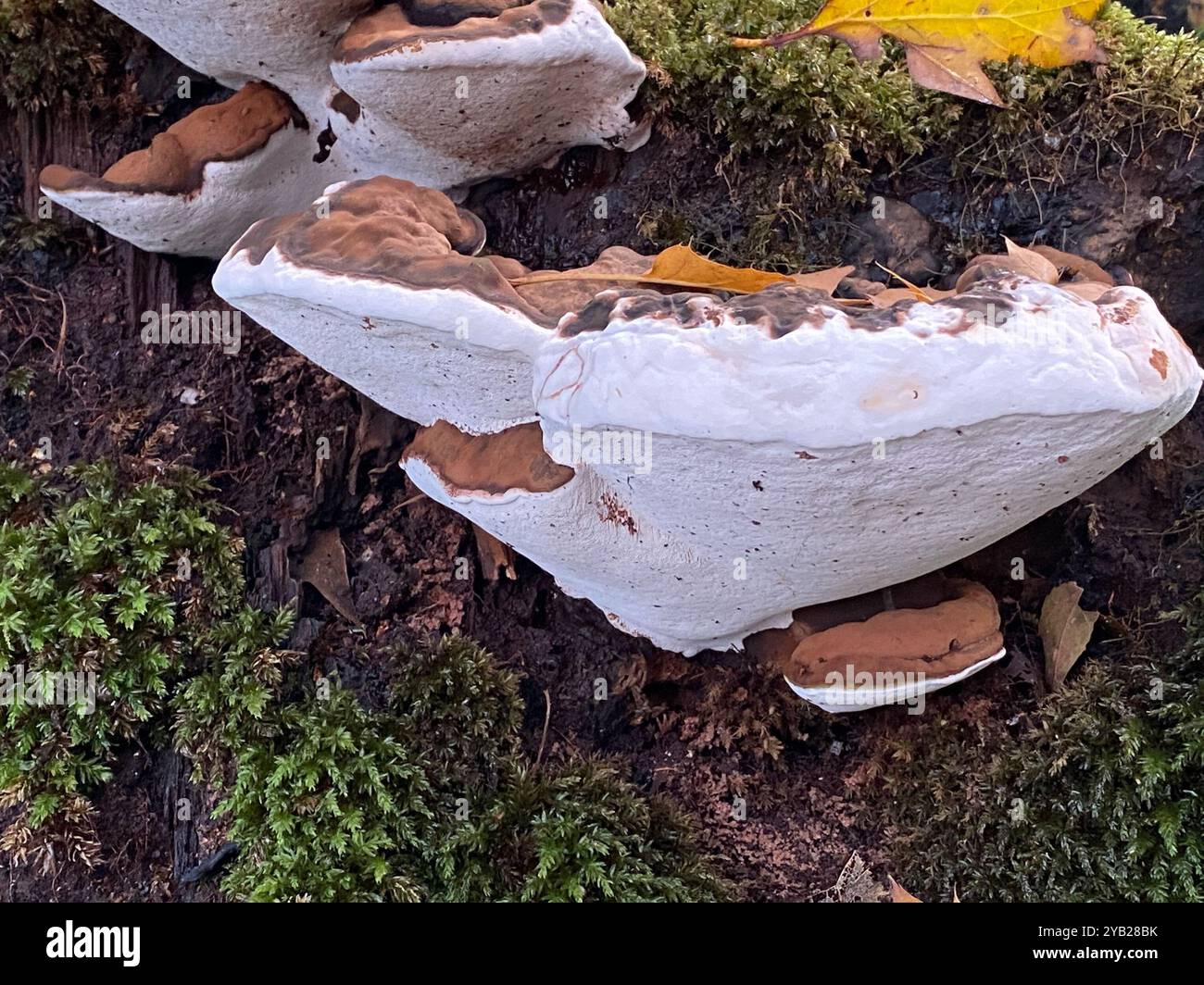 artist's bracket (Ganoderma applanatum) Fungi Stock Photo - Alamy