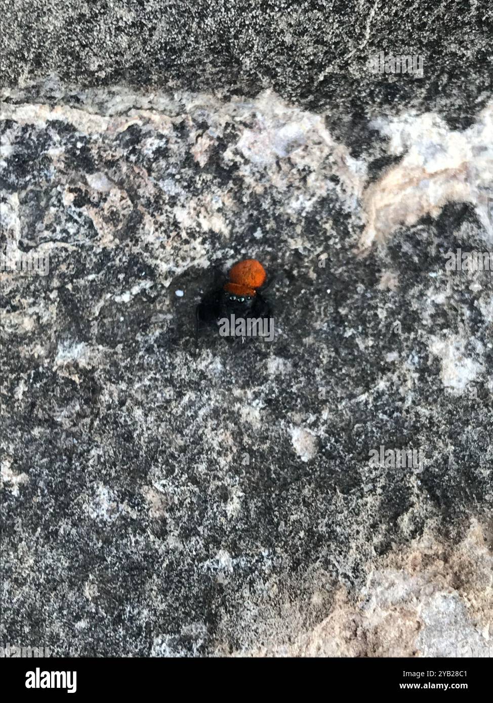 Cardinal Jumping Spider (Phidippus cardinalis) Arachnida Stock Photo ...