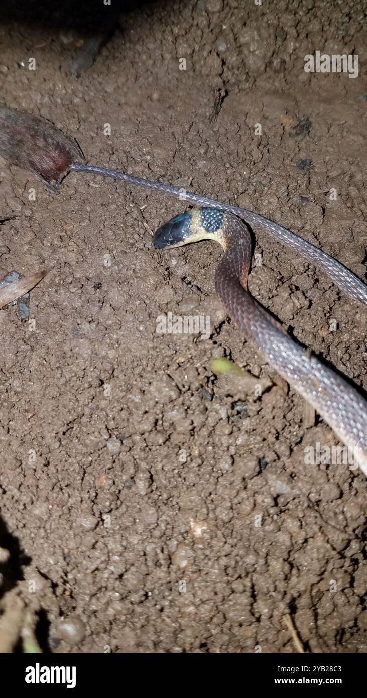Red Coffee Snake (Ninia sebae) Reptilia Stock Photo - Alamy